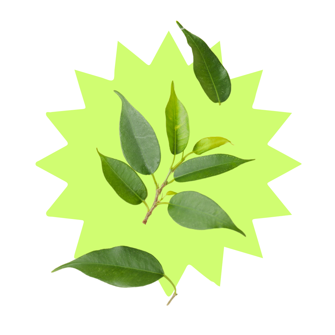 Wonder Coffee – Pow